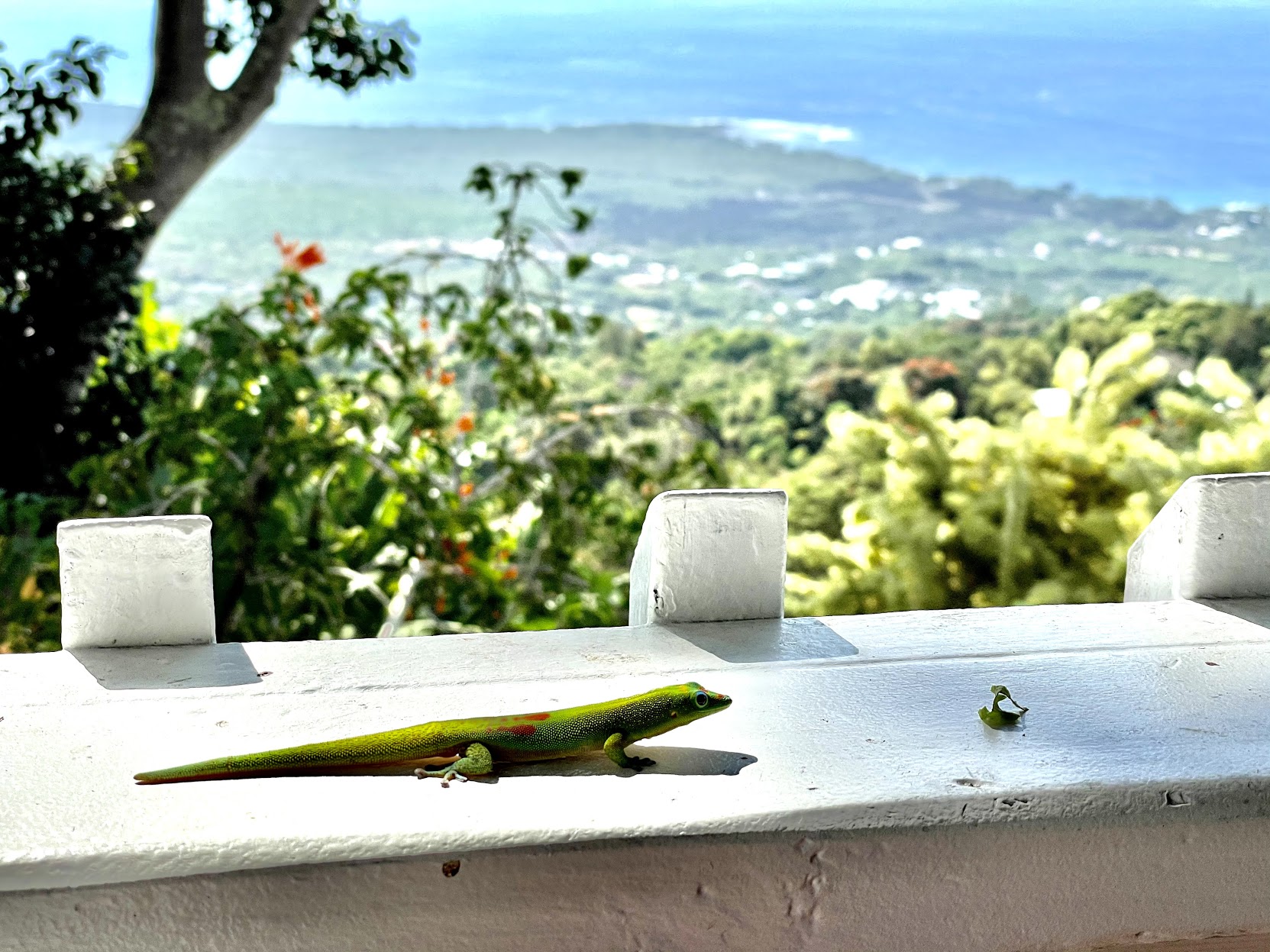 Forest Key's Blog – Forest Key musings